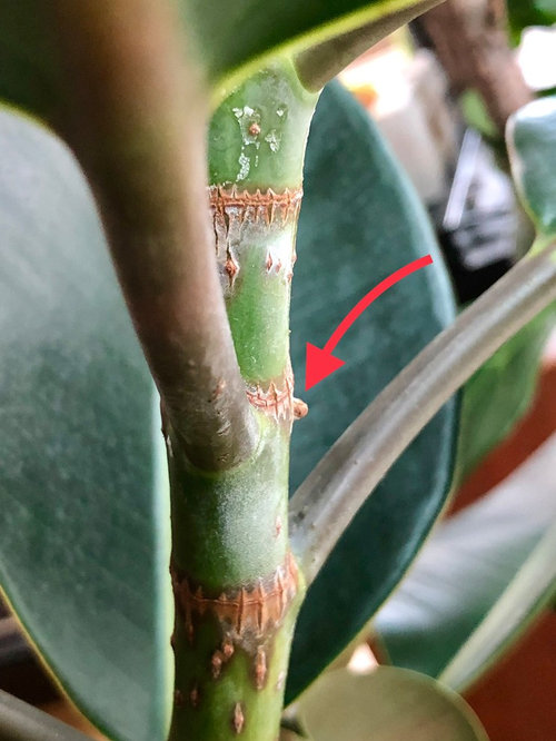 Is this backbudding? Bumps on Ficus Elastica