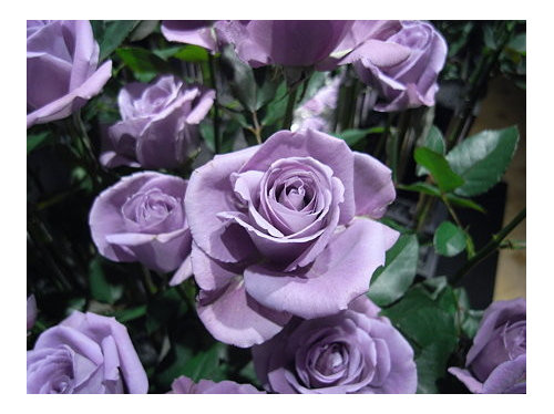 Modern Japanese Rose varieties