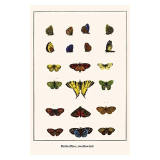 Butterflies, Swallowtail, 24" x 36" - Traditional - Prints And Posters ...