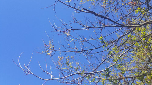 15y Sick Maple Trees