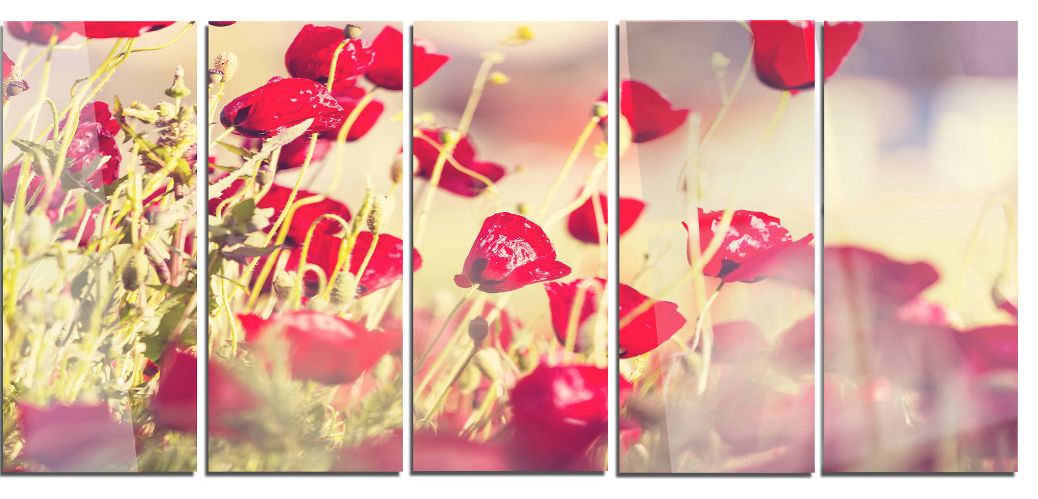 "Poppy Flowers on Light Background" Metal Art, 60"x28" - Contemporary ...