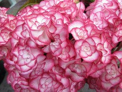 Variety of gorgeous white picotee purple hydrangea?