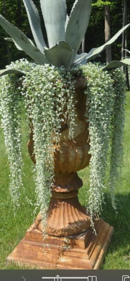 what plant is the one drooping out of the planter?