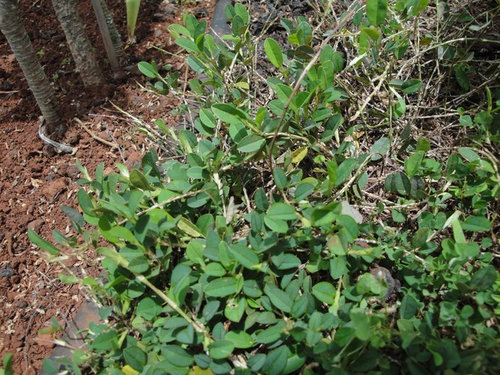 Need help ID Weed - spreading with long tap roots