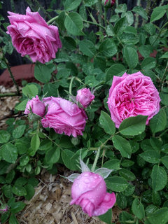 Please post photo of your most beautiful bloom in your garden
