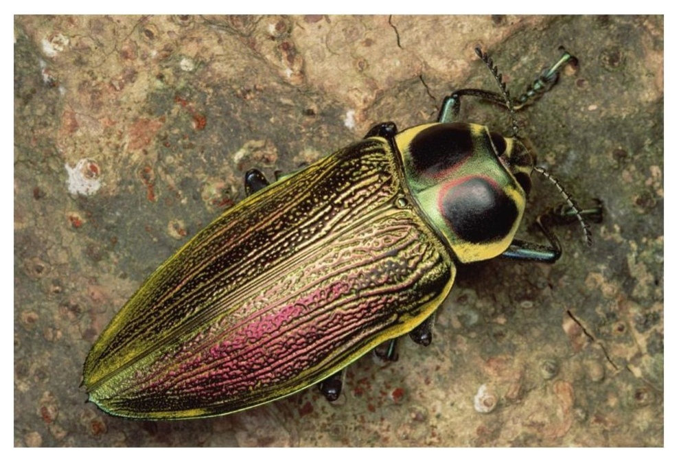 "Metallic Wood-boring Beetle" Digital Paper Print by Mark Moffett, 20 ...