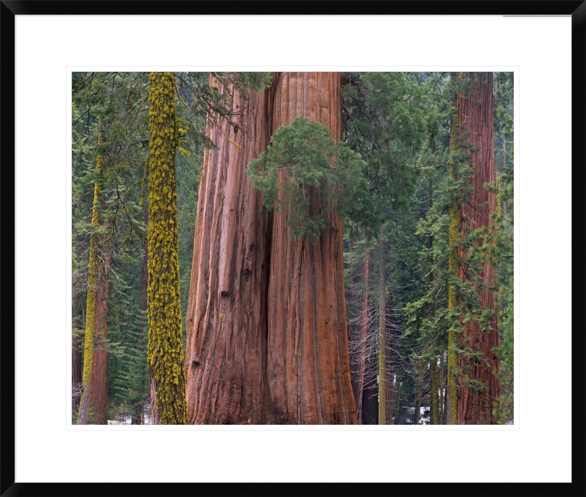"Giant Sequoia trees, California" Framed Digital Print by Tim ...