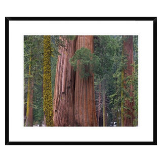 "Giant Sequoia trees, California" Framed Digital Print by Tim ...
