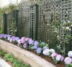 Need idea for wisteria support