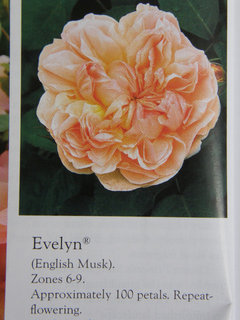 What is the single BEST David Austin rose?