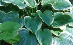 Trip to Fox Hosta Farm | Houzz Forum