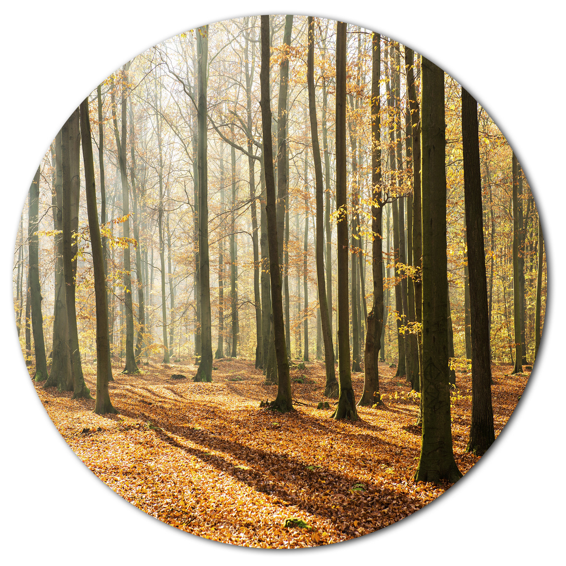 Bright Autumn Day In Thick Forest, Forest Disc Metal Artwork, Disc of ...