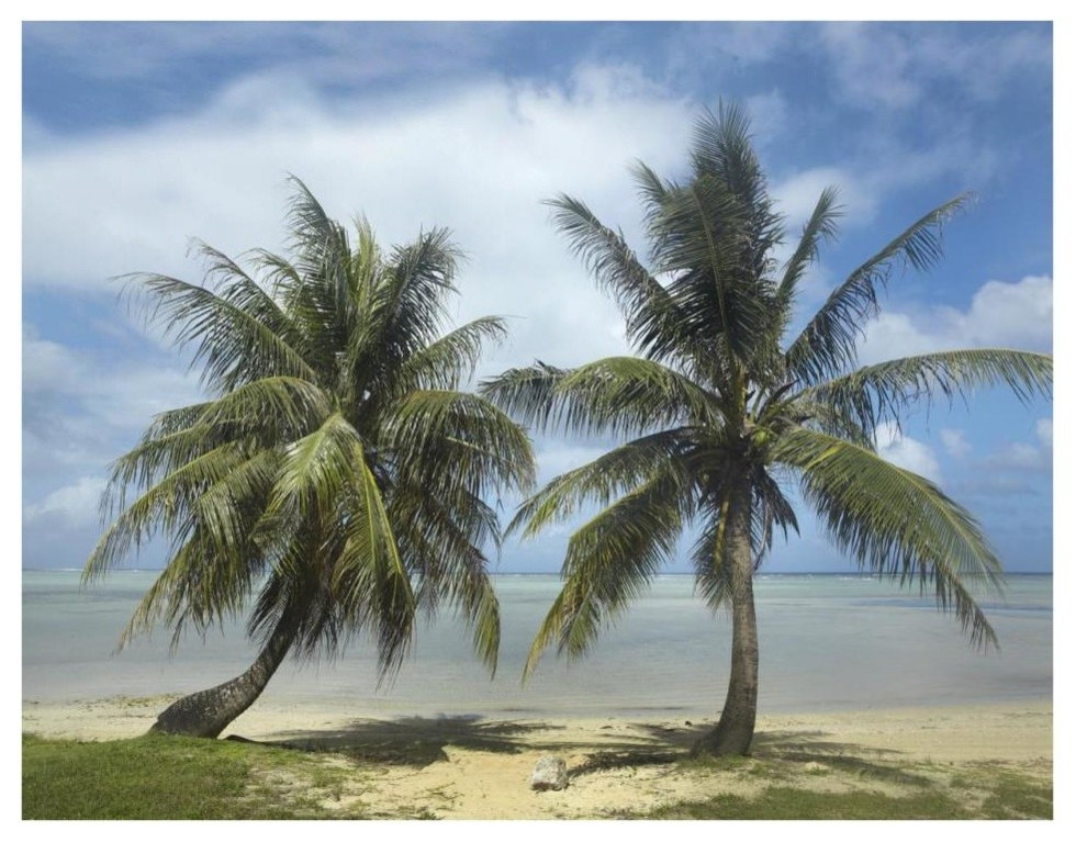 "Palm trees, Agana Beach, Guam" Digital Paper Print by Tim Fitzharris ...