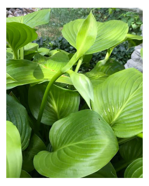 Hosta ID? Large, green, single flower bud per stem.