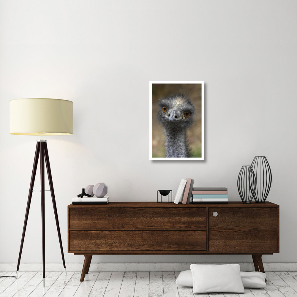 "Emu portrait, native to Australia" Paper Print by San Diego Zoo, 14 ...