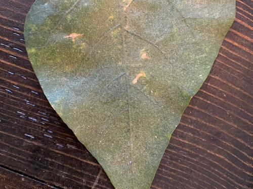 Trying to figure out the name of this tree. Any ideas?