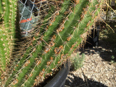 What are these bumps on my cactus?