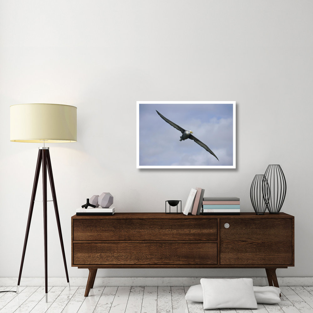 Waved Albatross Flying, Galapagos Islands, Ecuador-Paper Art, 24"x36 ...