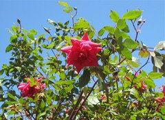 'Lady Ann Kidwell'