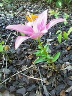 Identify a Pink, 6-Petaled Flower
