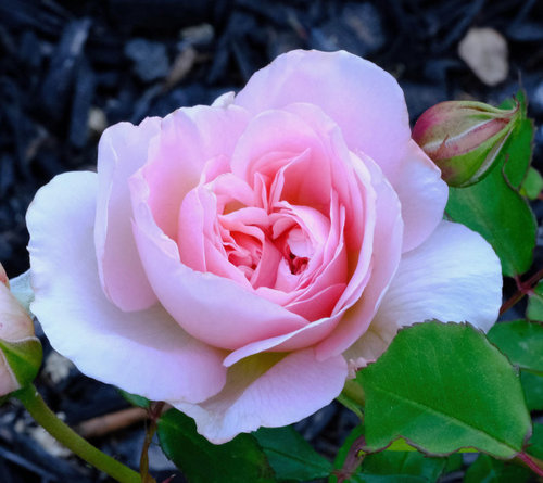 Mary Magdalene - my first David Austin rose this spring!