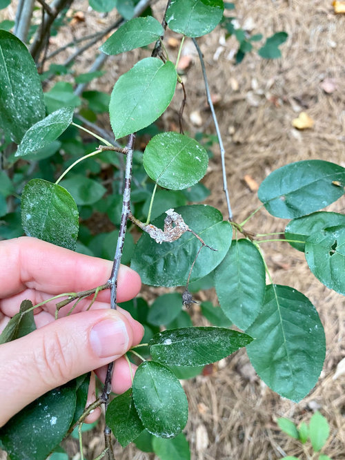 What is happening to my Serviceberry