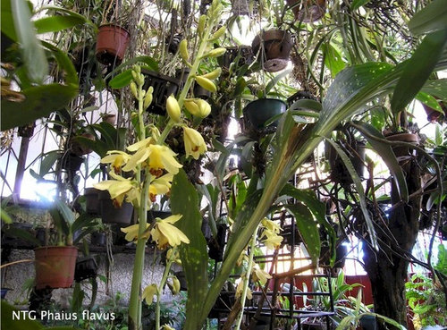 Phaius flavus