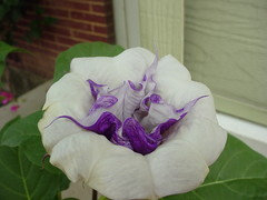 Angel Trumpet Seed Pods | Houzz Forum