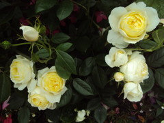 2019 USA New Rose Introductions | Houzz Forum