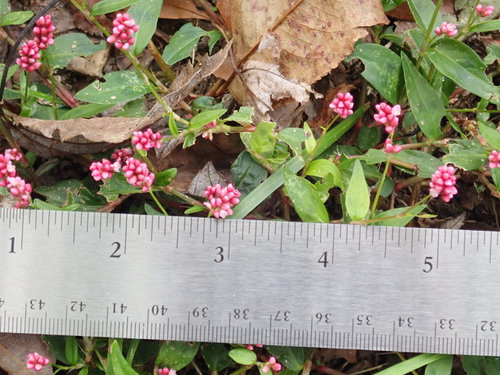 Cute weed (?} with tiny pink flowers