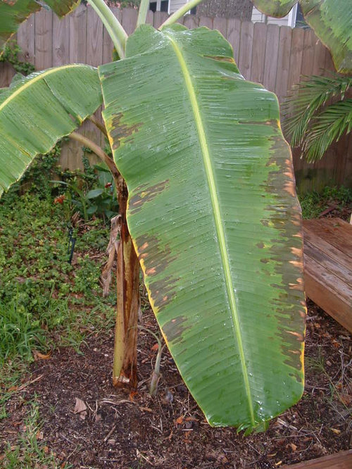 Banana leaves burning around edges | Houzz Forum