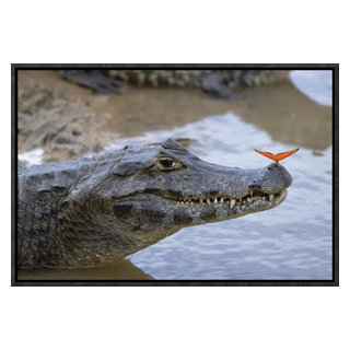 Spectacled Caiman With Orange Butterfly, 18"x12" - Contemporary ...