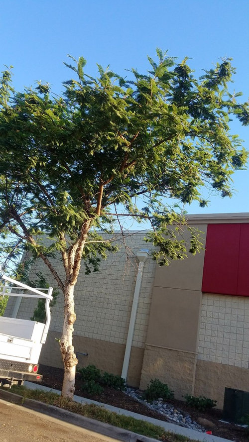 Tree ID - Bipinnately compound leaves