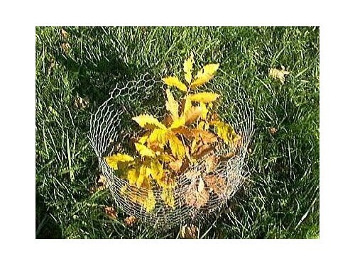 Rock chestnut oak seedling