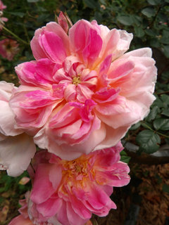 Best Roses with Button Eyes? | Houzz Forum