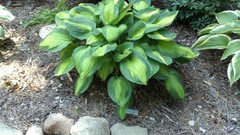 Trekkie Hostas - Hosta 'Dark Star'