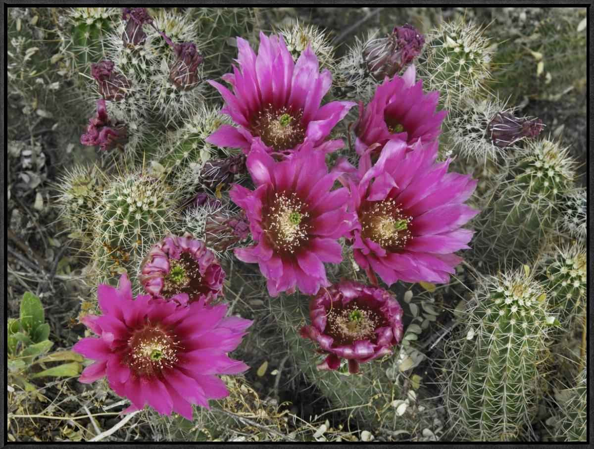 "Hedgehog Cactus flowering, Arizona" by Tim Fitzharris, 17x13", 32"x24 ...