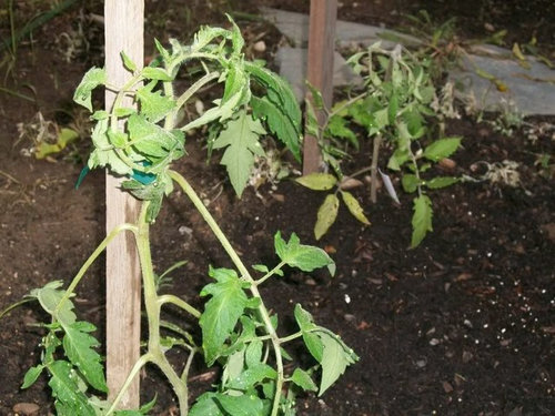 Weed Killer -Tomatoes Going Down (pics)
