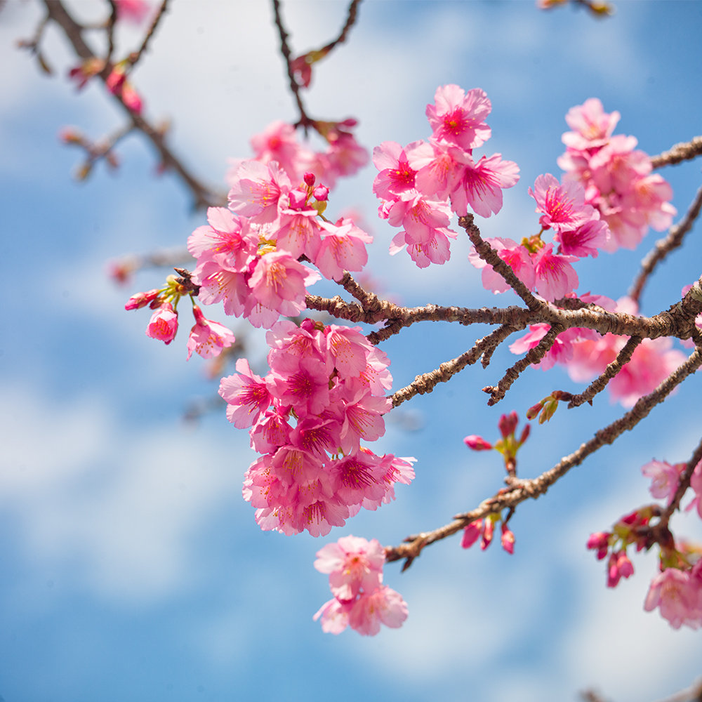 "Mezameru", 45" x 45" - Asian - Metal Wall Art - by JVA Art Group | Houzz