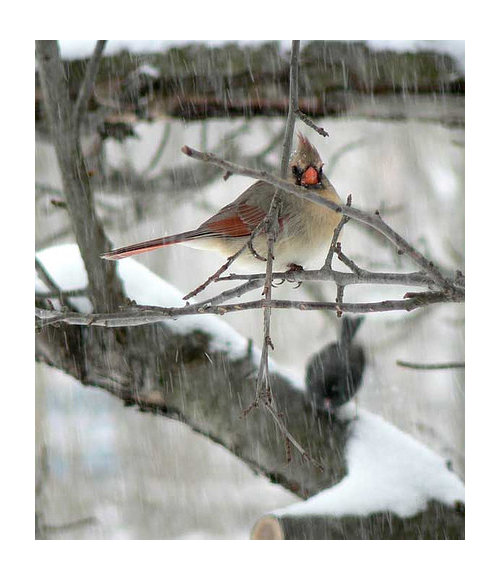 Lady Cardinal in a Snowstorm