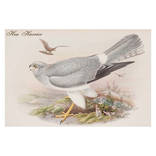 Hen Harrier, 20" x 30" - Traditional - Prints And Posters - by ...