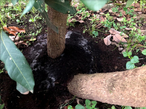 white mold on compost? normal?