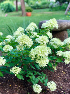 Second Guessing the PINK Hydra....