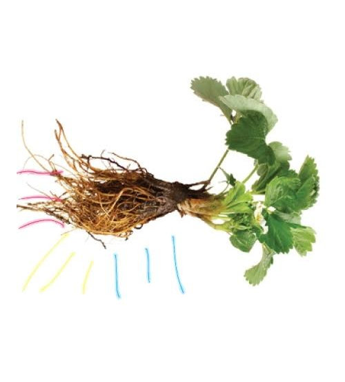 trajectory of strawberry roots if planted on their side | Houzz Forum