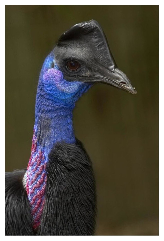 "Dwarf Cassowary portrait, native to New Guinea" Print by San Diego Zoo ...