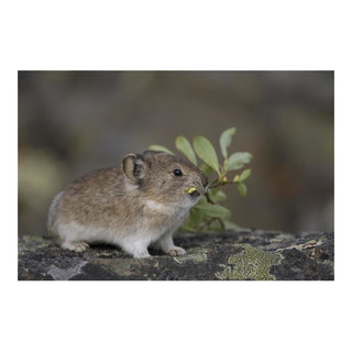 American Pika Carrying Vegetation In Mouth, Yukon, Canada-Paper Art, 12 ...