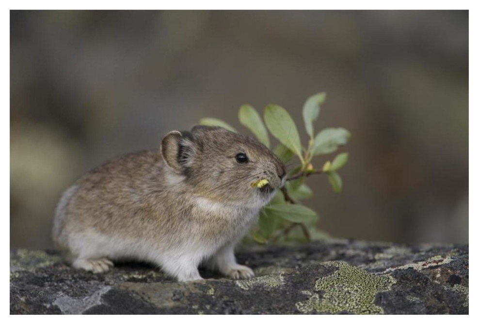 American Pika Carrying Vegetation In Mouth, Yukon, Canada-Paper Art, 12 ...