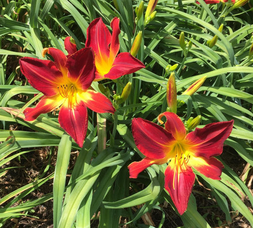 Tuesday's blooms