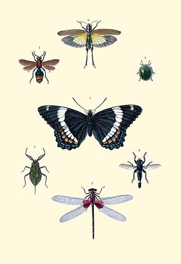 Insect Study #1, 20" x 30" - Traditional - Prints And Posters - by ...