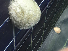 Help! What is this gross yellow foamy/spongy stuff?